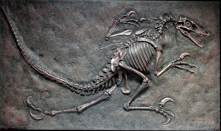 Velociraptor Fossil Dig – Bronze | Natureworks